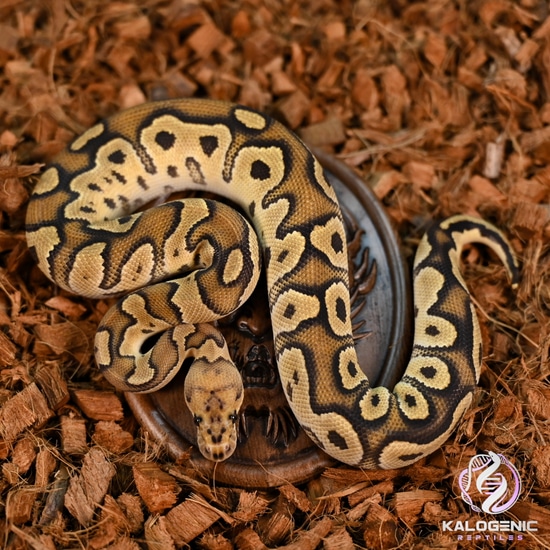 Special? Clown Ball Python by Kalogenic Reptiles
