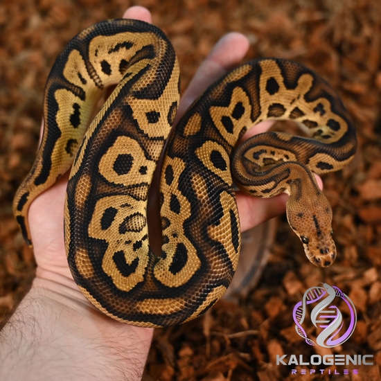 Leopard Cypress Clown Ball Python by Kalogenic Reptiles