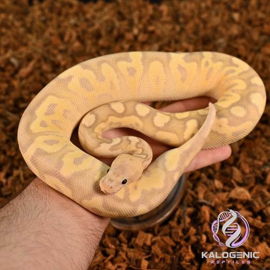 Super Banana Cypress Clown Ball Python by Kalogenic Reptiles