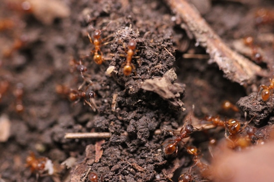 Fire Ants (Myrmica Rubra) Queen + 50 Workers More Invertebrate by ...