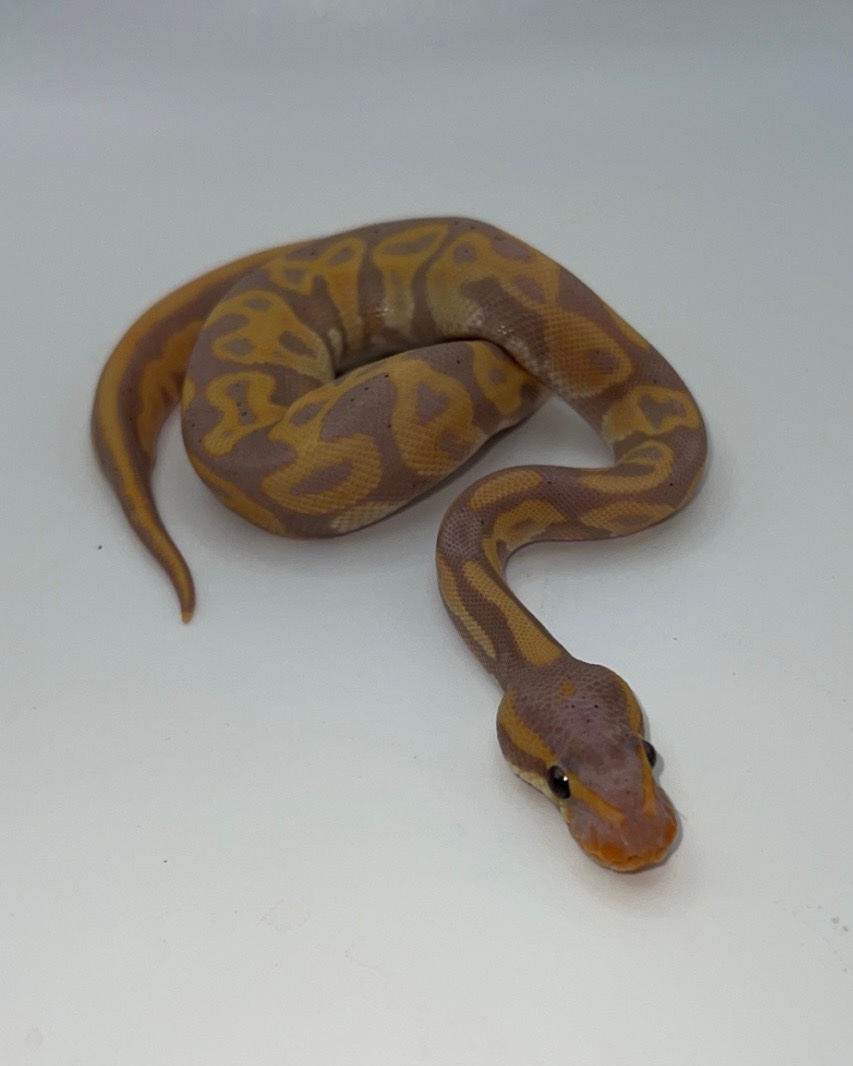 Leopard Banana 100% Het Piebald Ball Python by Collier's Creatures ...