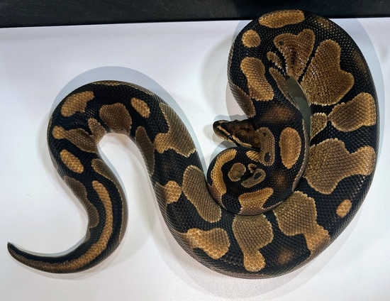 Double Het Albino/Piebald Ball Python by Collier's Creatures