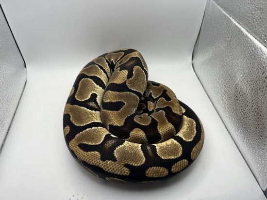 RTB Orange Dream Female Proven Ball Python by Collier's Creatures