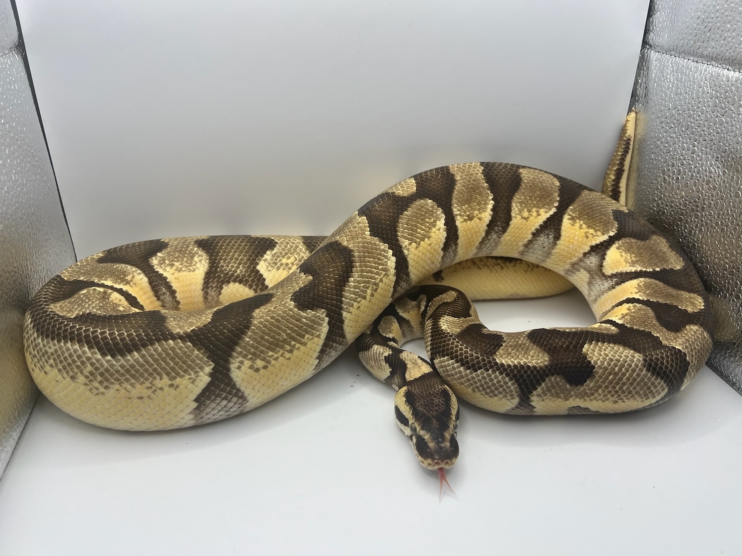 Orange Dream Enchi 100% Het Clown Ball Python by Collier's Creatures ...