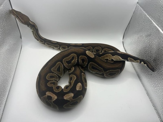 Pos Cinnamon Ball Python by Collier's Creatures