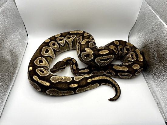 Gold Blush Mojave Ball Python by Collier's Creatures