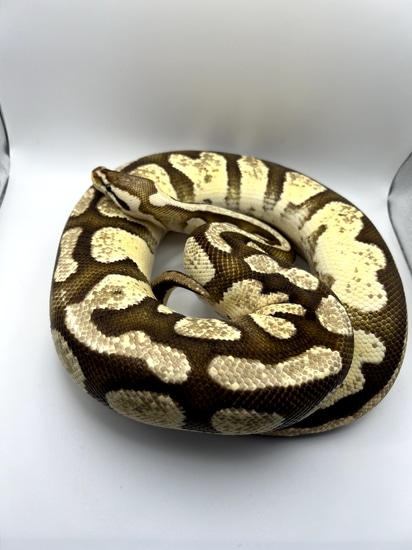 Proven Fire Pastel Het Piebald Ball Python by Collier's Creatures