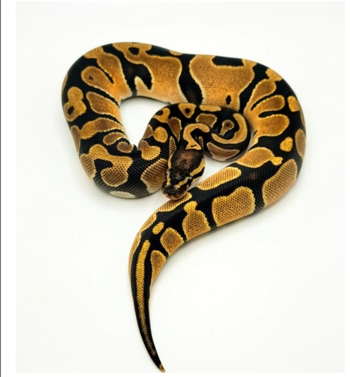 High Intensity Orange Dream Ball Python by Supersugarballs