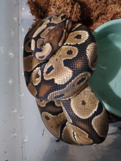 Whiteout Ball Python by Supersugarballs