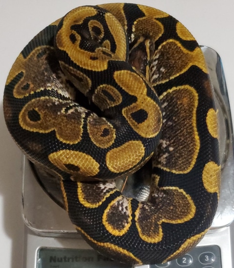 Nr Mandarin Calico Ball Python by Supersugarballs