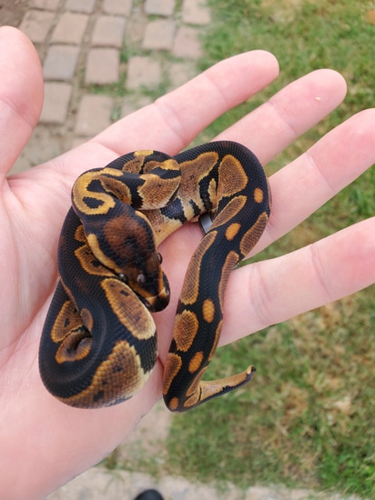 Nr Mandarin Ball Python by Supersugarballs
