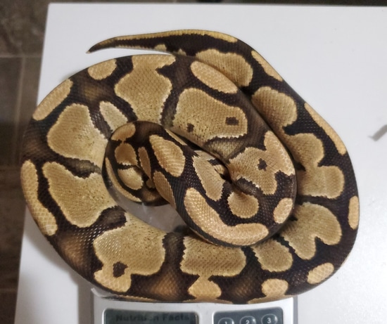 Nr Mandarin Fire RTB Ball Python by Supersugarballs