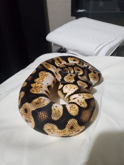 Pastel Calico Nr Mandarin Het Og Ball Python by Supersugarballs