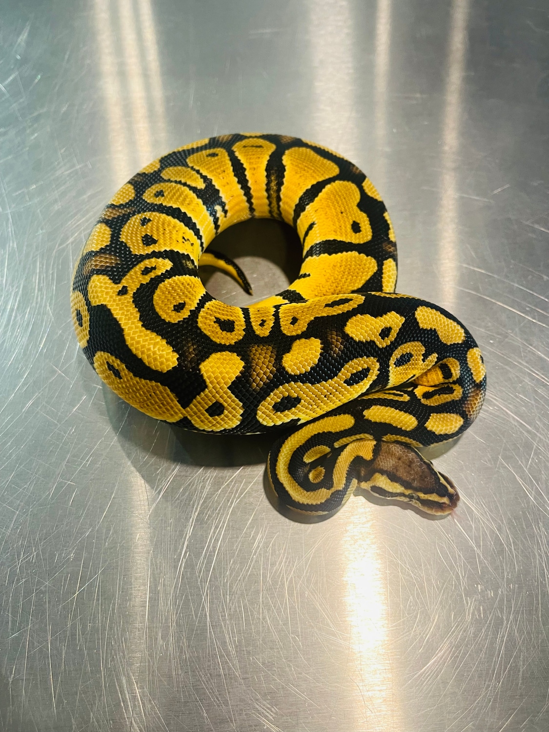 Hurricane Pastel Blaze Het Clown Ball Python by FDZ Morphs - MorphMarket