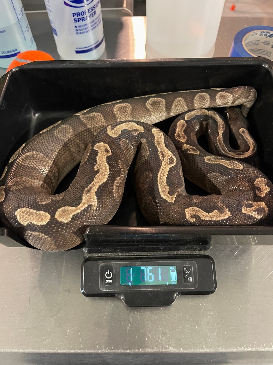 GHI Mojave Het Clown Ball Python by FDZ Morphs - MorphMarket