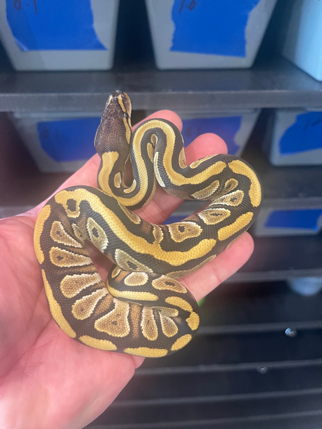 Mojave Het Clown Ball Python by FDZ Morphs - MorphMarket