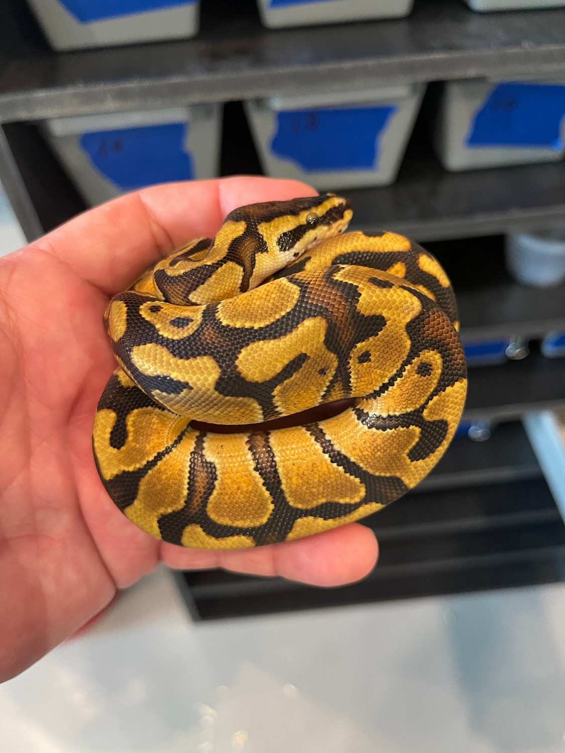 Enchi Blaze Het Clown Ball Python by FDZ Morphs - MorphMarket