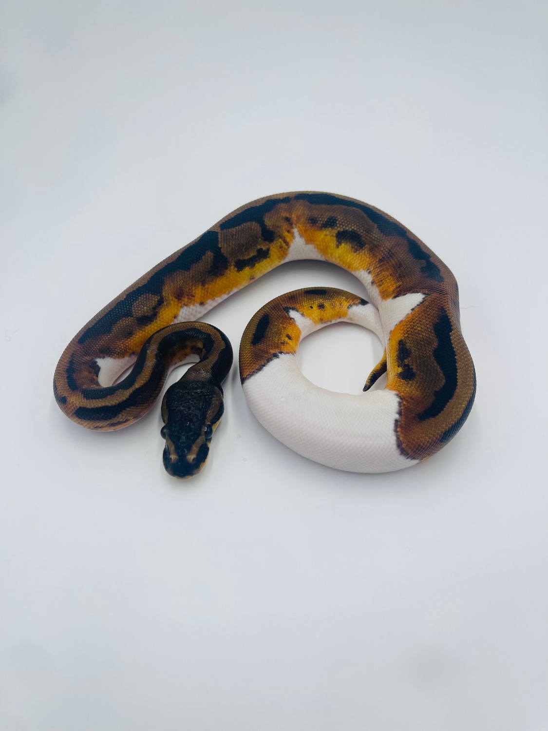 Female Orange Dream Pied Ball Python by FDZ Morphs - MorphMarket