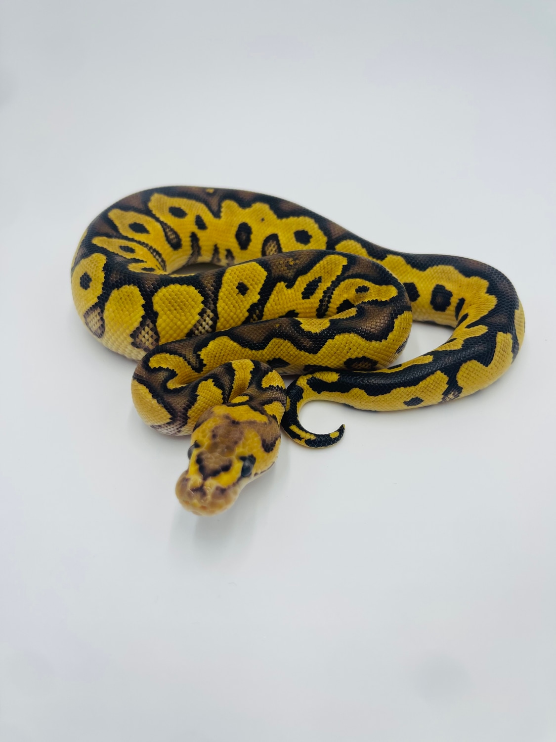 Male Fire Clown Ball Python by FDZ Morphs - MorphMarket