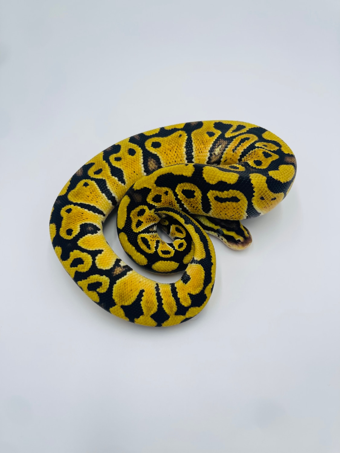 Hurricane Pastel Blaze Het Clown Male Ball Python by FDZ Morphs ...