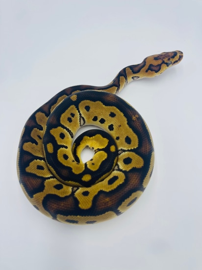 Clown Blaze Poss Hurricane Ball Python by FDZ Morphs