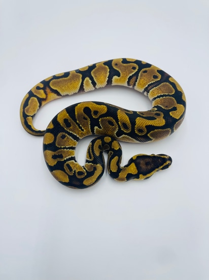 Enchi Het Clown Male Ball Python by FDZ Morphs