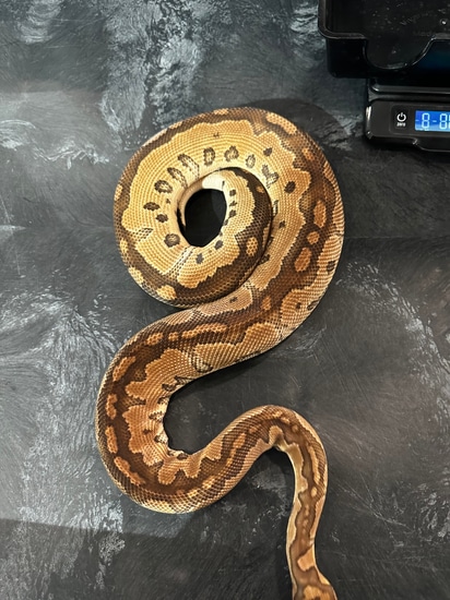 Special Clown Ball Python by FDZ Morphs