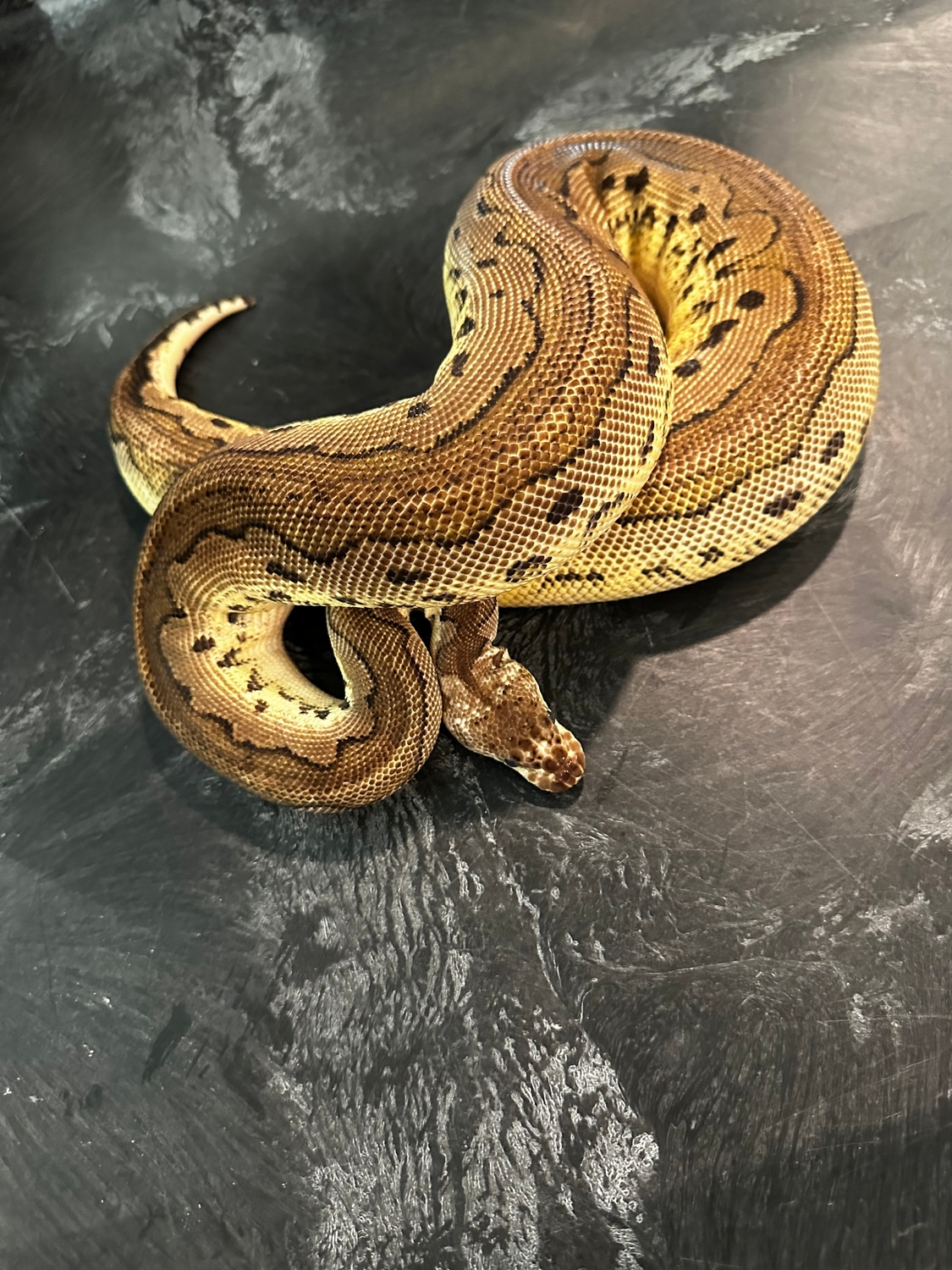 Pastel Red Stripe Spotnose Cinnamon Clown Ball Python by FDZ Morphs ...