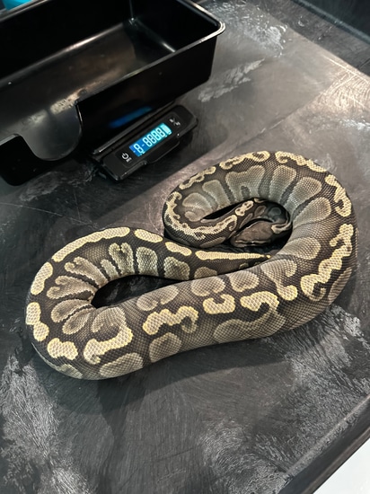 GHI Ghost Ball Python by FDZ Morphs