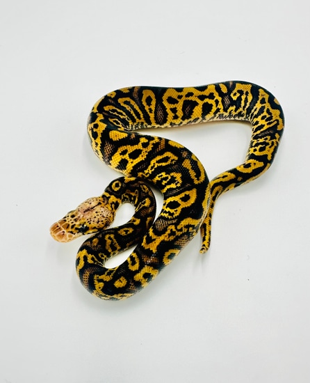 Acid Spotnose YB Or Gravel Clown Ball Python by FDZ Morphs