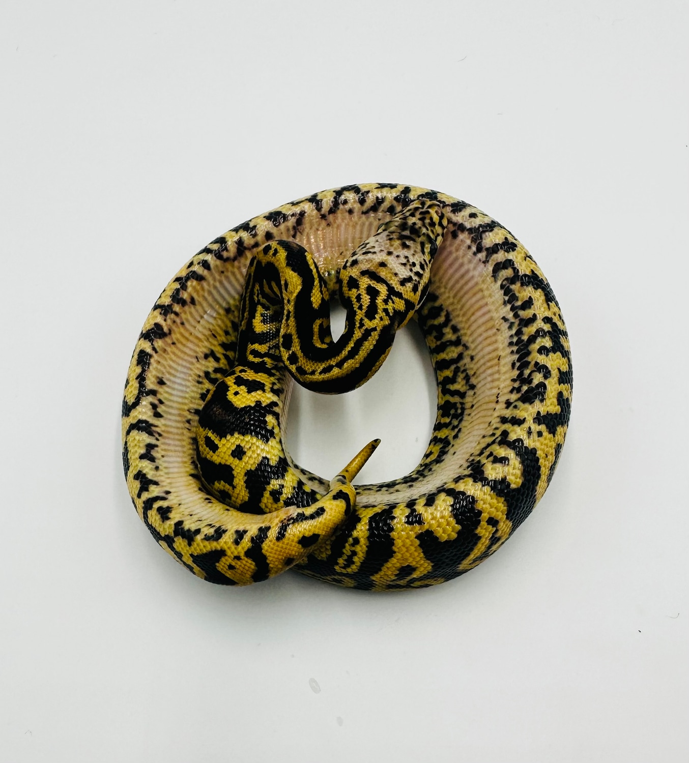 Acid Spotnose YB Or Gravel Pastel Clown Ball Python by FDZ Morphs ...