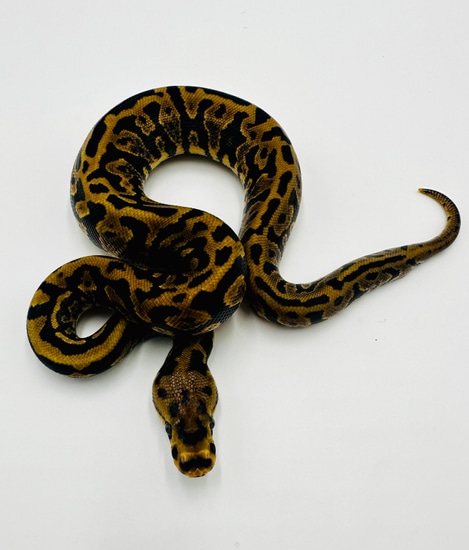 Acid Spotnose YB Or Gravel Het Clown Ball Python by FDZ Morphs