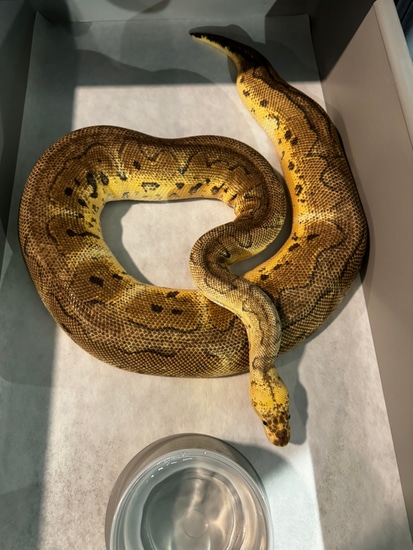Killer Clown Ball Python by FDZ Morphs