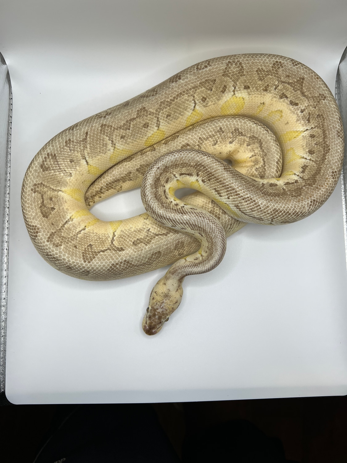 Super Pastel Lesser Pinstripe 100% Het Clown Ball Python by 513Morphs ...
