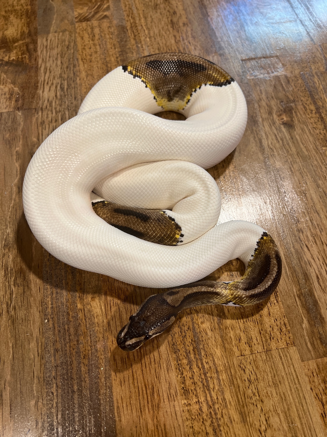 Piebald Poss Het Albino Ball Python by 513Morphs - MorphMarket