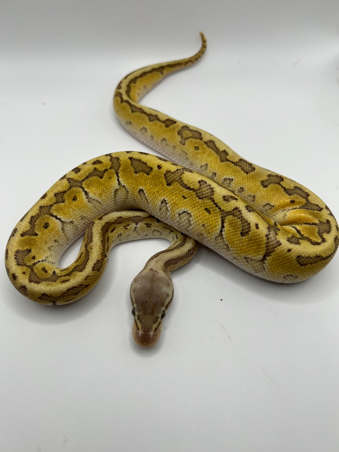 Pastel Lesser Pinstripe 50% Het Clown Ball Python by 513Morphs ...