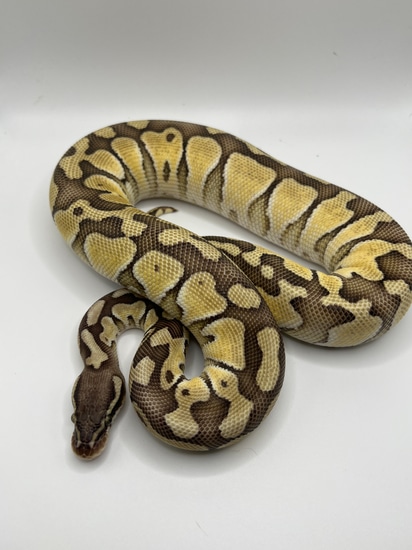 Pastel Lesser Ball Python by 513Morphs