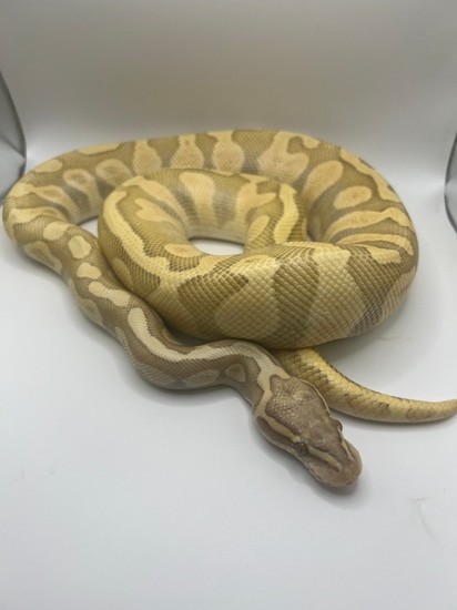 **Free Shipping** Hypo GHI Lesser Enchi Ball Python by 513Morphs
