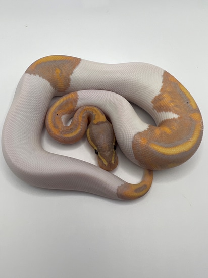 Coral Glow Piebald Ball Python by 513Morphs