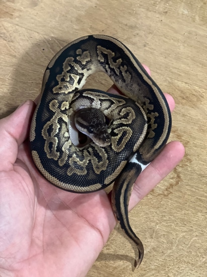 Cinnamon 66% Het Pied Ball Python by 513Morphs