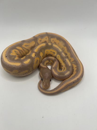 Cinnamon Coral Glow 66% Het Pied Ball Python by 513Morphs