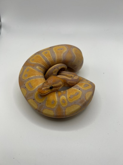 Coral Glow 66% Het Pied Ball Python by 513Morphs