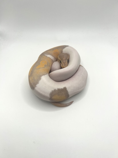 Coral Glow Piebald Ball Python by 513Morphs