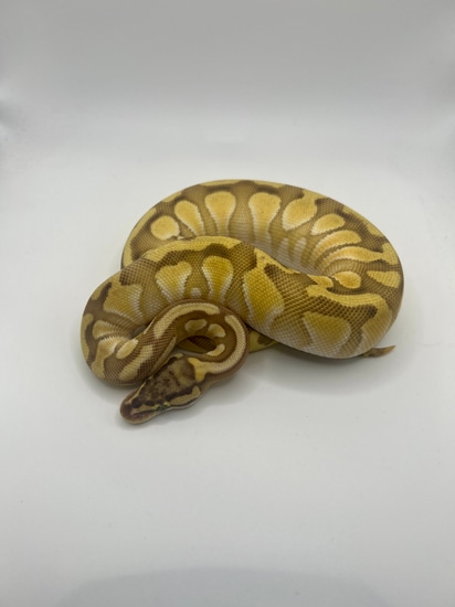 Enchi Lesser 100% Het Hypo Ball Python by 513Morphs