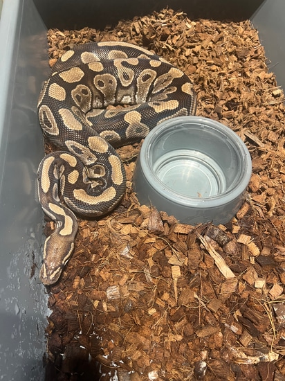 Het Pied - RTB Ball Python by 513Morphs