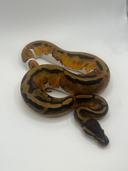 Piebald Ball Python by 513Morphs
