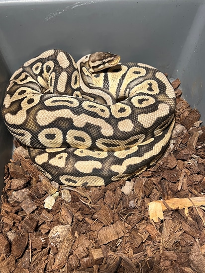 PB - Pastel Het Clown Ball Python by 513Morphs