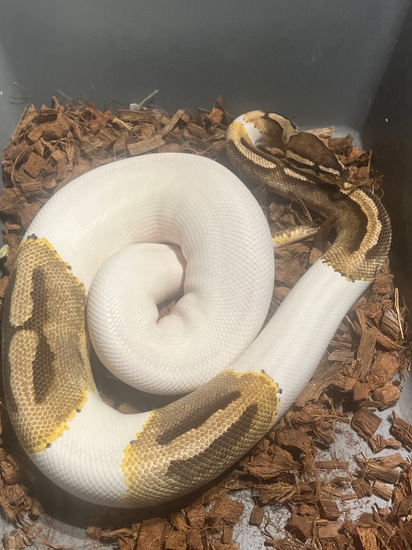 Piebald 66% Het Albino Ball Python by 513Morphs