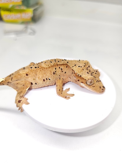 Super Confetti Dalmatian Crested Gecko by Colorful Cresties and ...