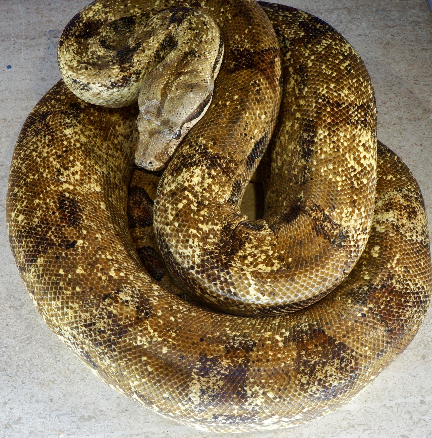 Paradox Het Kahl Albino Boa Constrictor by Colorful Creatures - MorphMarket